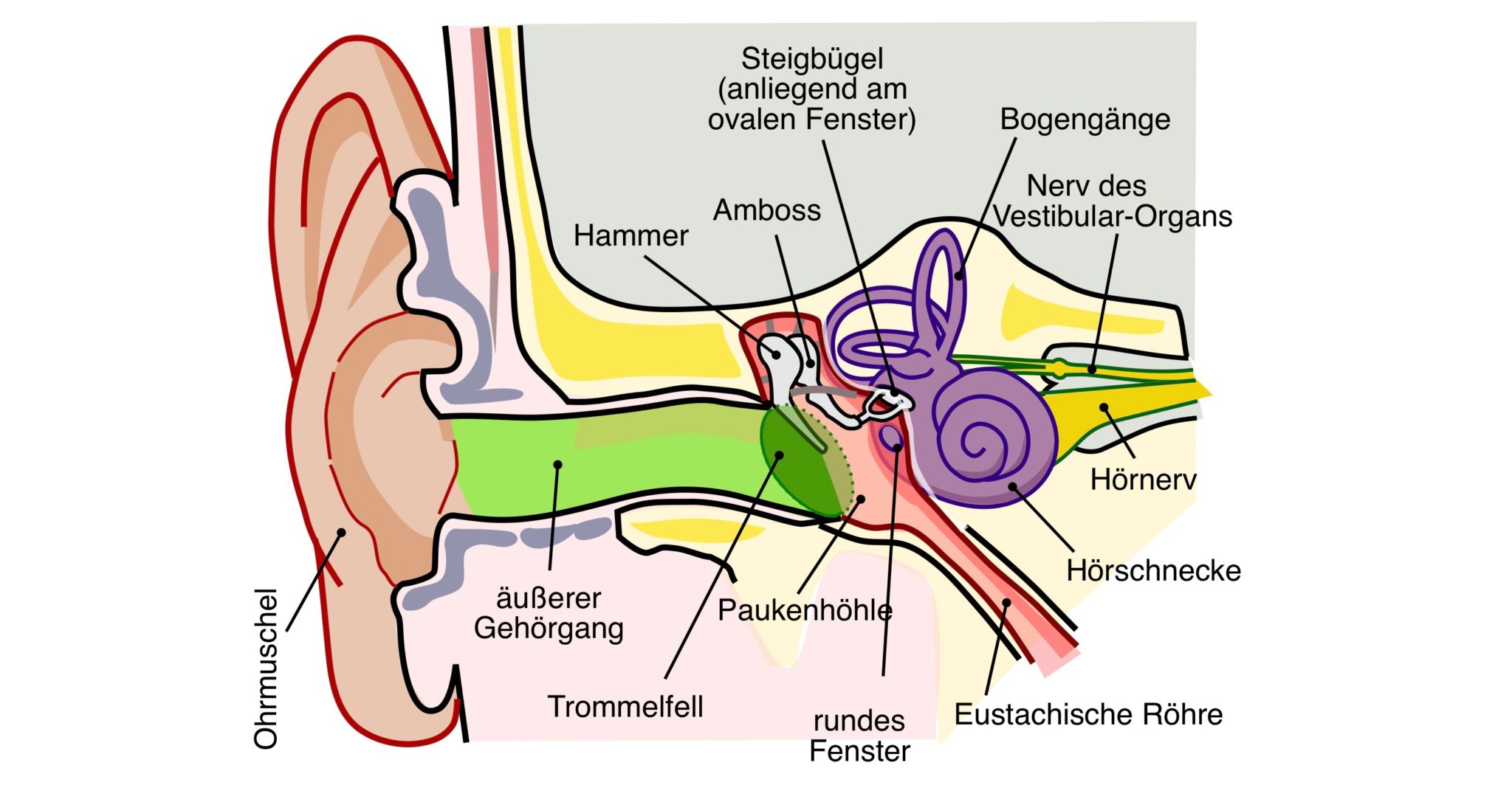 Ohrenschmerzen beim Surfen - Die Außenohrentzündung