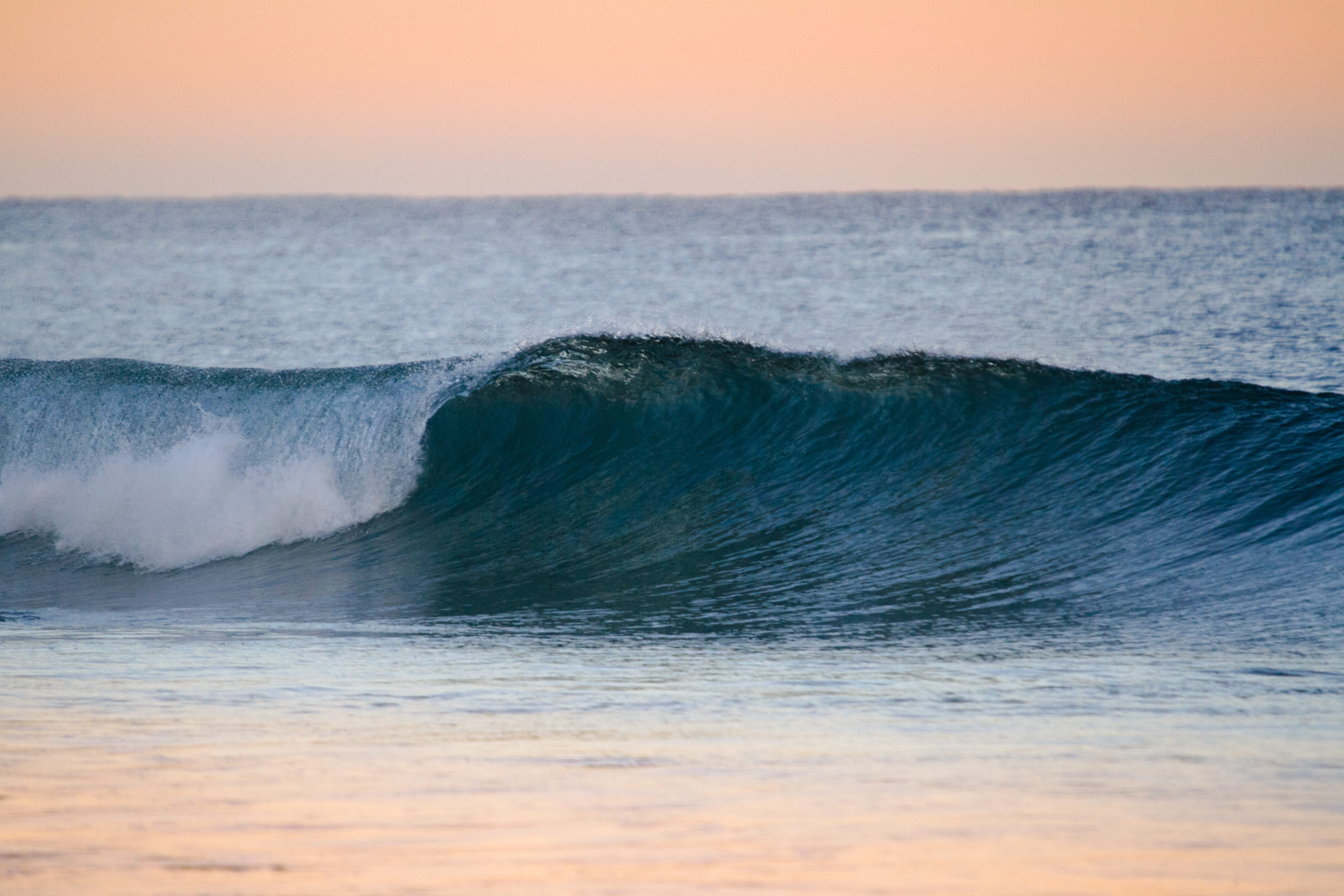 Der Seeigel Stich - Was du jetzt tun solltest! | surf-arzt.de